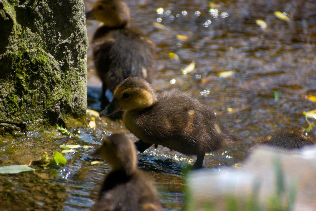 ZOO Bratislava sa aj tento rok zúčastní súťaže Bílý slon | ZOO Bratislava