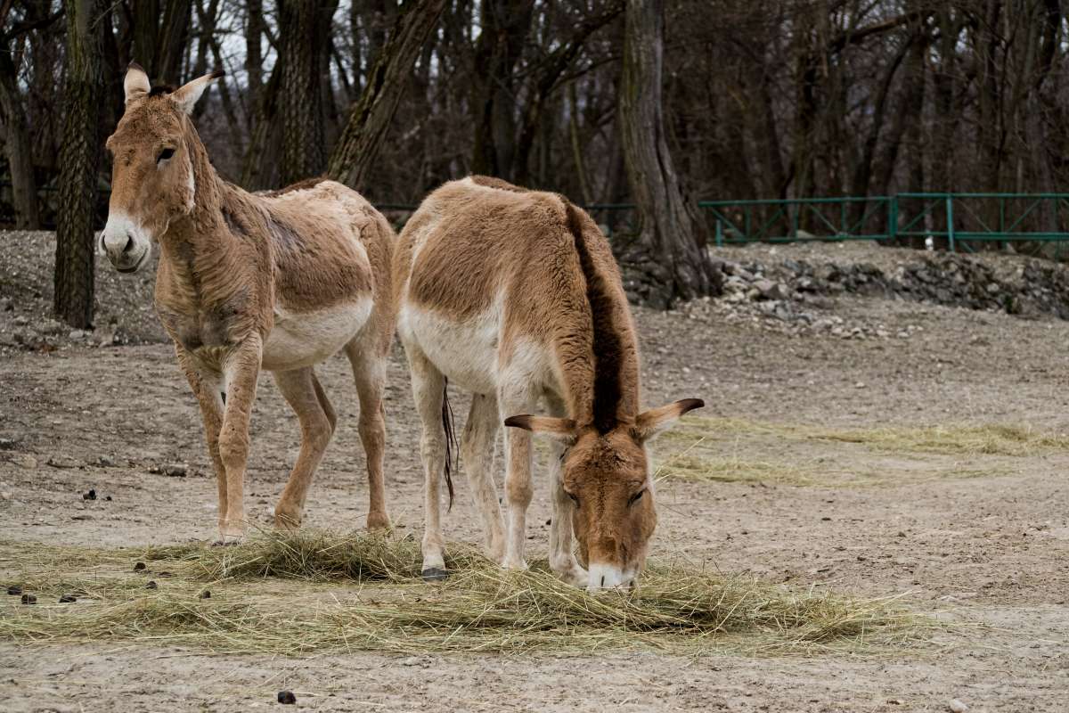 Do bratislavskej zoologickej záhrady pricestovali dve samice ohrozeného ...