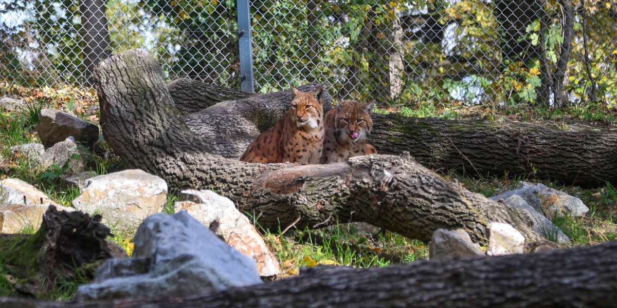 Rys vs. Vlk - Mesiac Karpatského lesa | ZOO Bratislava