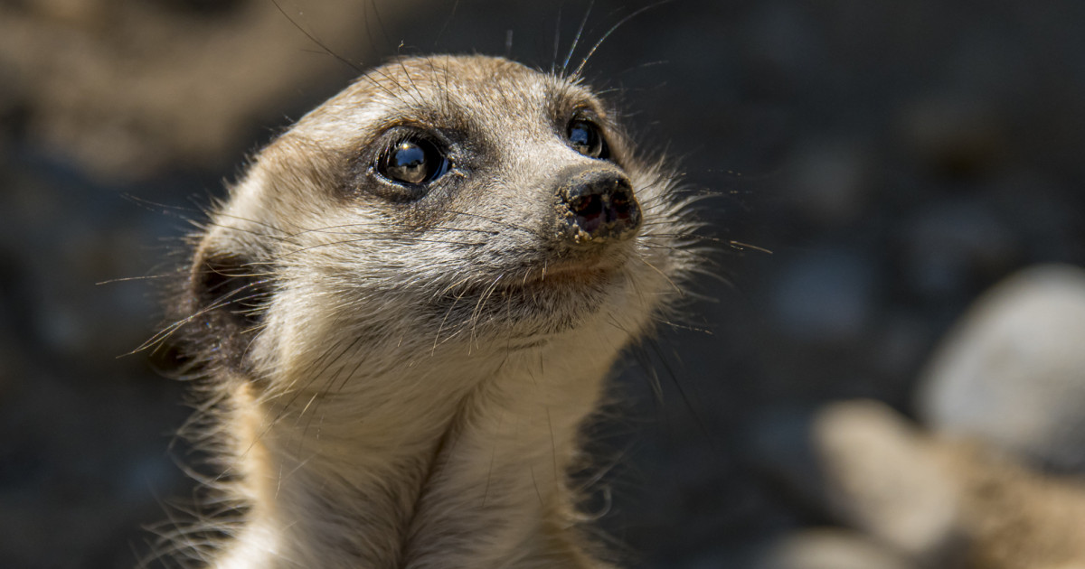 Adopt an Animal | ZOO Bratislava