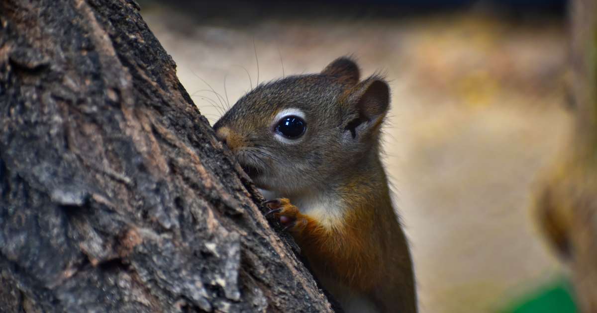 Veverica kanadská (60€/rok) | ZOO Bratislava