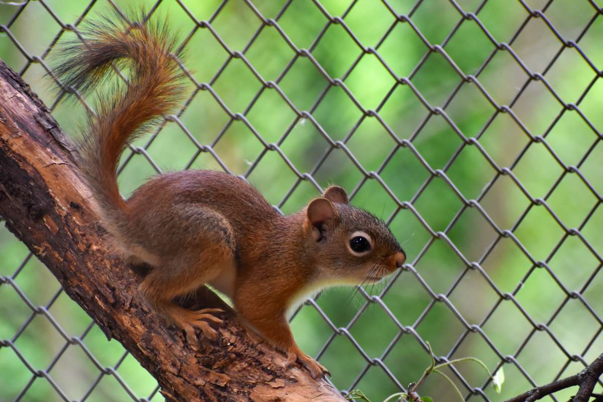 Veverica kanadská | ZOO Bratislava